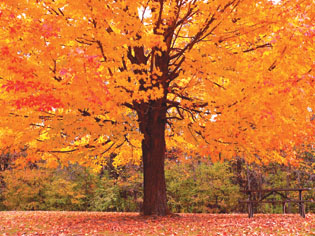 Department of Environmental Protection